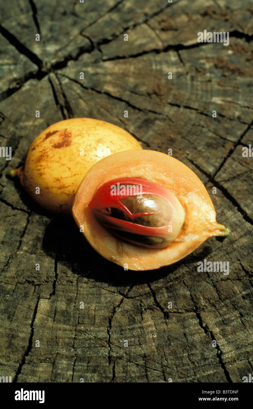 Oceania, Indonesia, Sulawesi. Nutmeg pod Stock Photo - Alamy