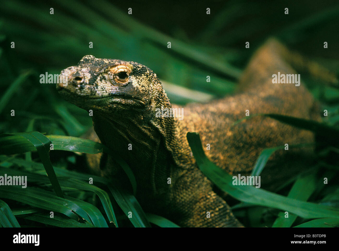 Komodo dragon egg hi-res stock photography and images - Alamy
