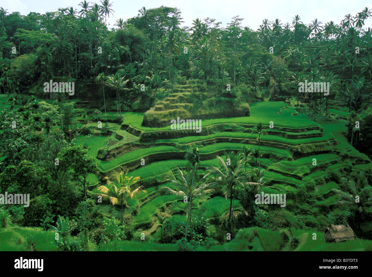 Rice terraces with palm trees hi-res stock photography and images - Alamy