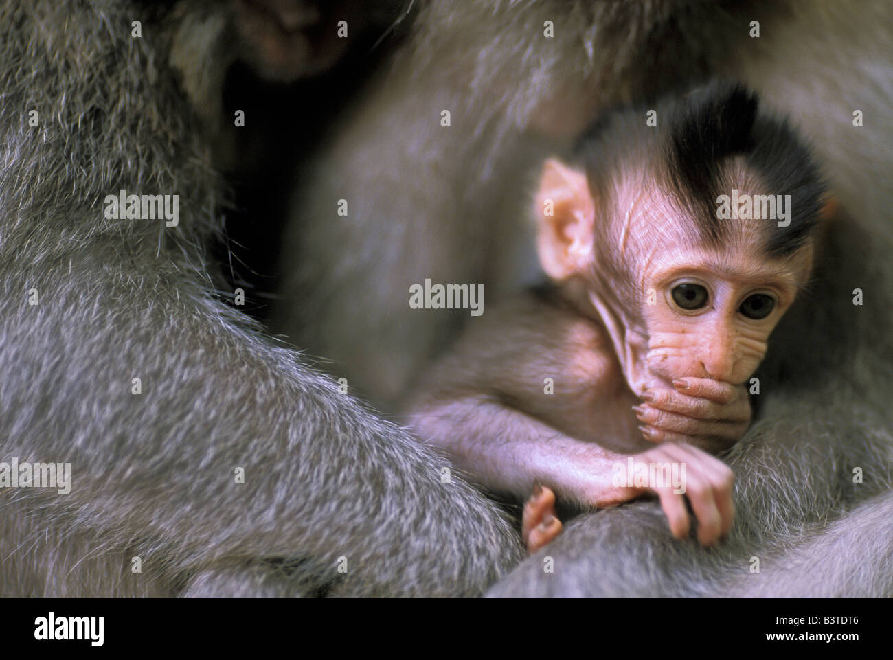 Baby long tailed macaque hi-res stock photography and images - Alamy