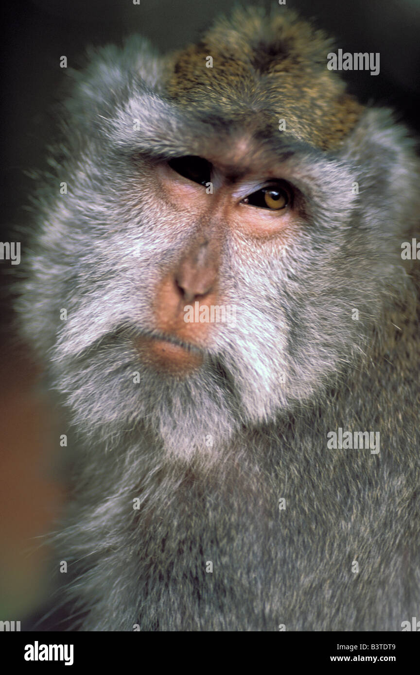 Oceania, Indonesia, Bali, Ubud. Long tailed macaques in sacred Monkey ...
