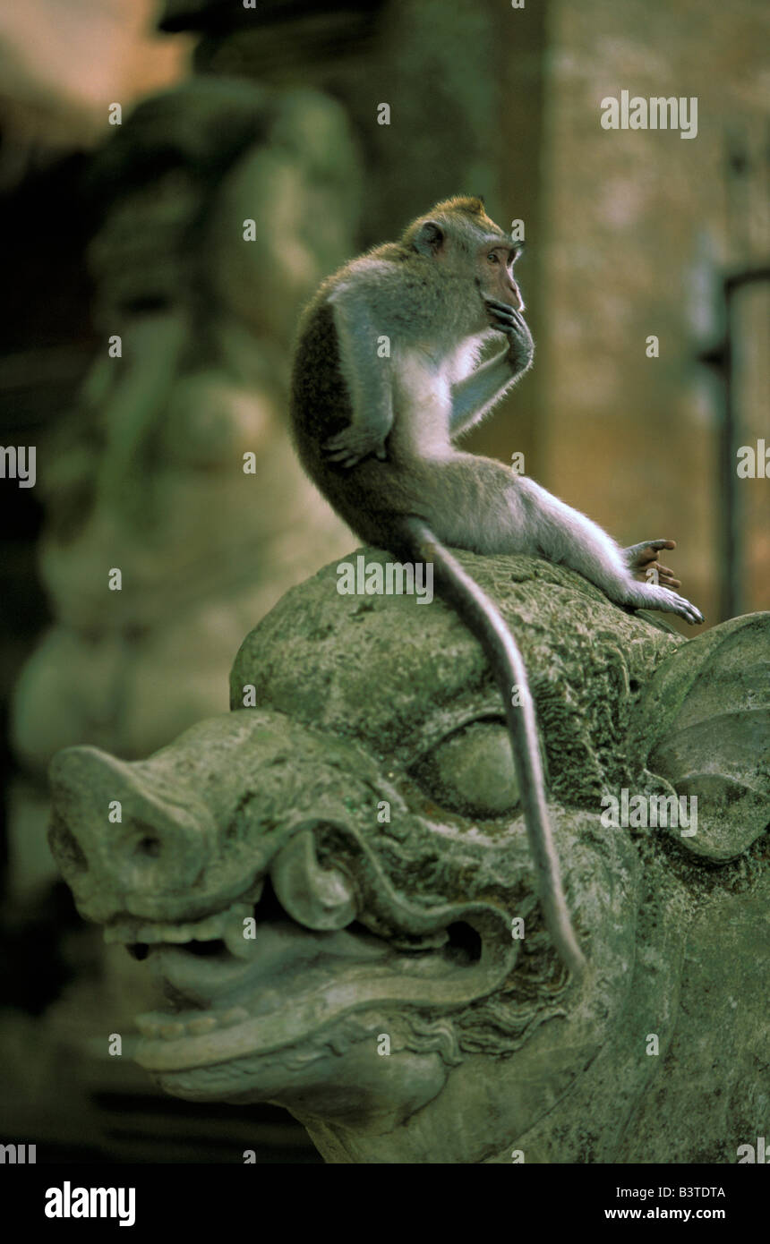Oceania, Indonesia, Bali, Ubud. Long tailed macaques in sacred Monkey ...