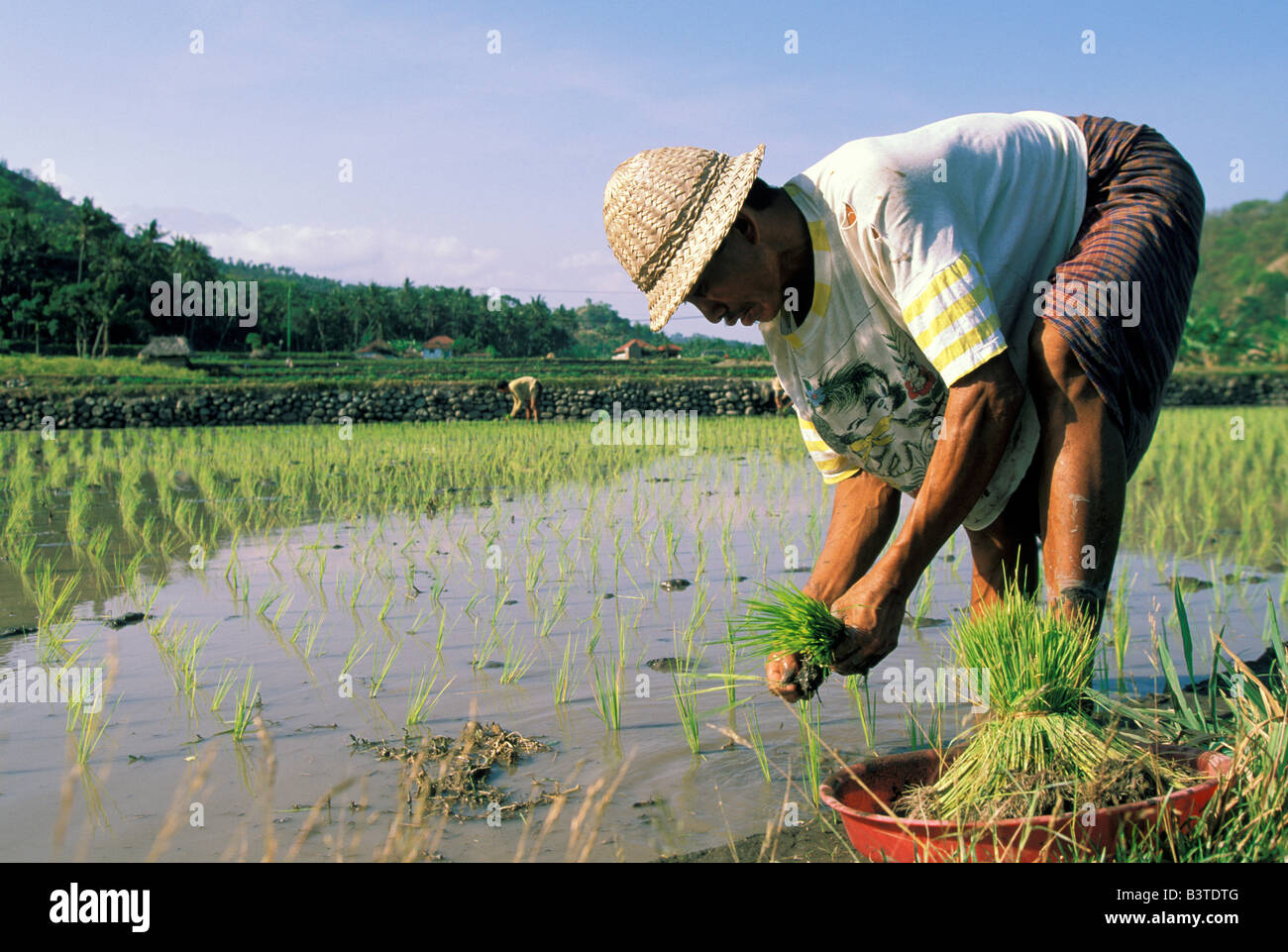 Indonesia Farming