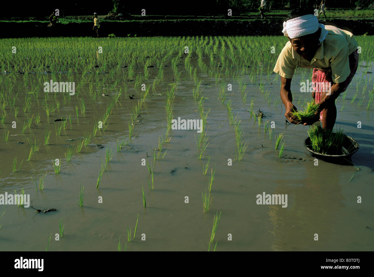 Oceania, Indonesia, Bali. Rice farmer plants new rice crop near village ...