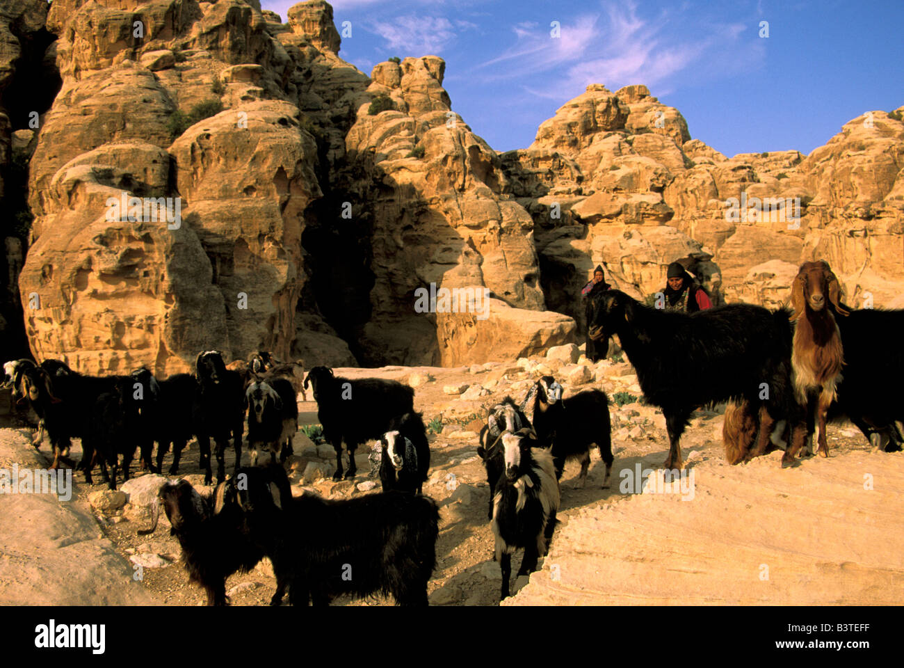 Jordan goat hi-res stock photography and images - Alamy