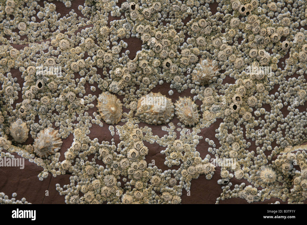 Limpet shell patterns hi-res stock photography and images - Alamy