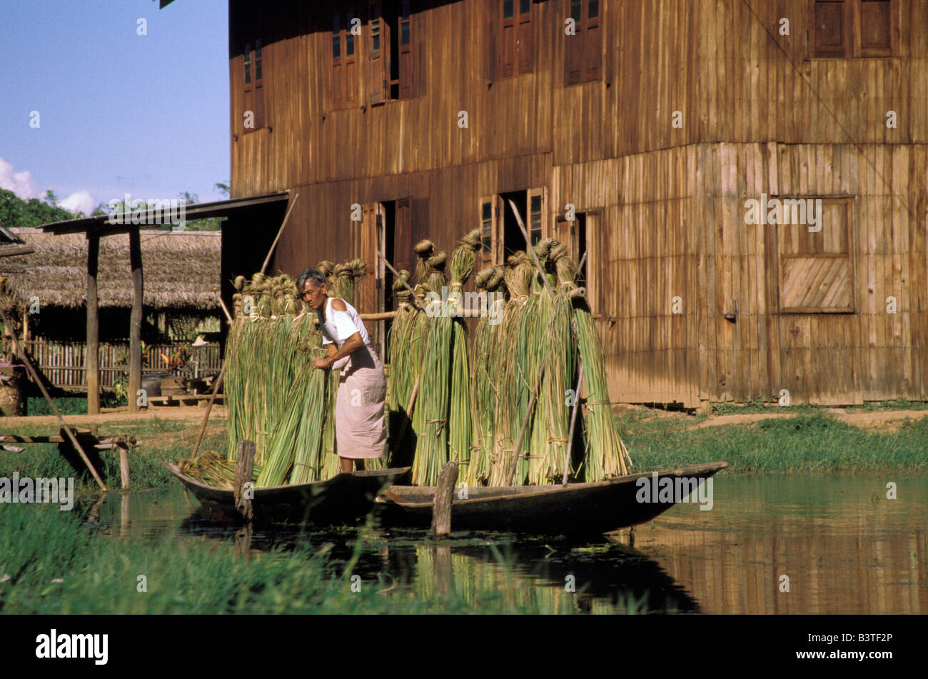 Burma reed hi-res stock photography and images - Alamy