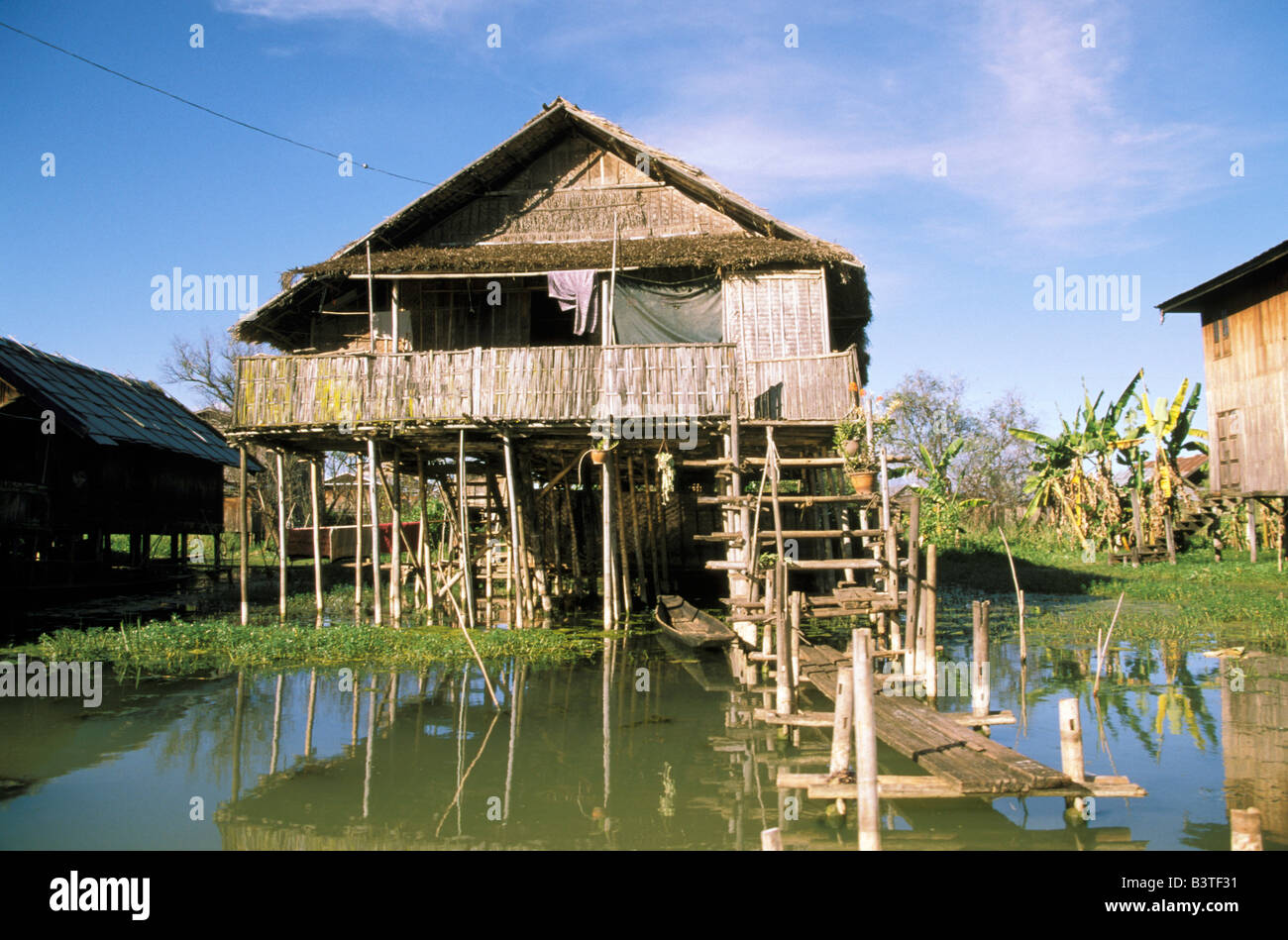 Stilted tree hi-res stock photography and images - Alamy