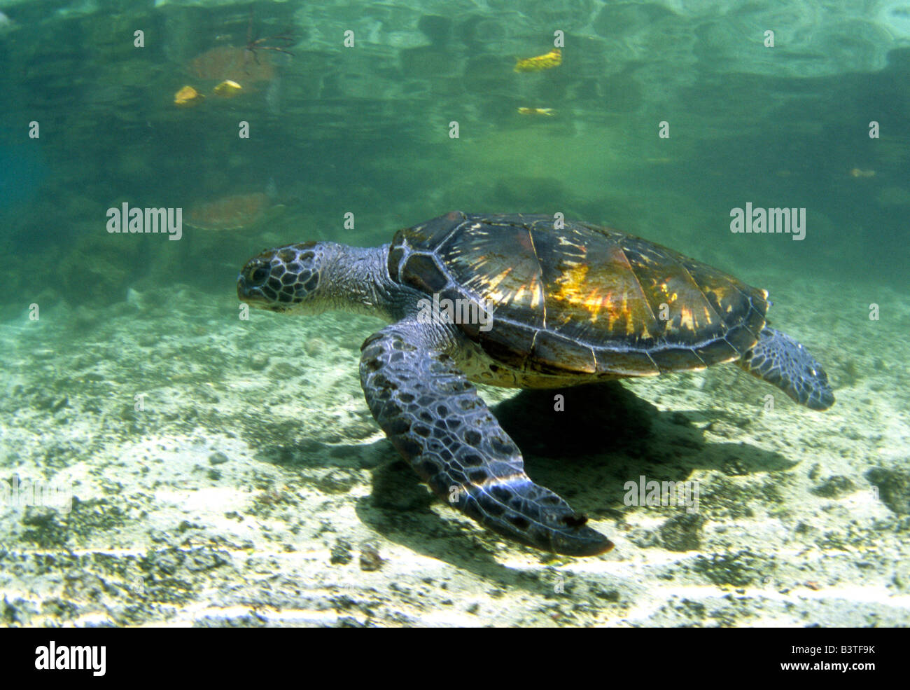 Green sea turtle Savaiíi Island, Western Samoa Stock Photo - Alamy
