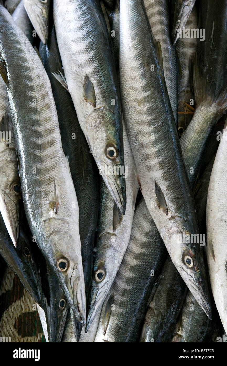 Oman, Muscat, Mutrah. Mutrah Fish Market, Fish from the Arabian Gulf ...