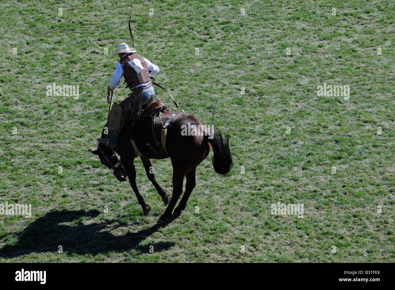 American professional Cowboy riding bucking saddle bronco in grass ...