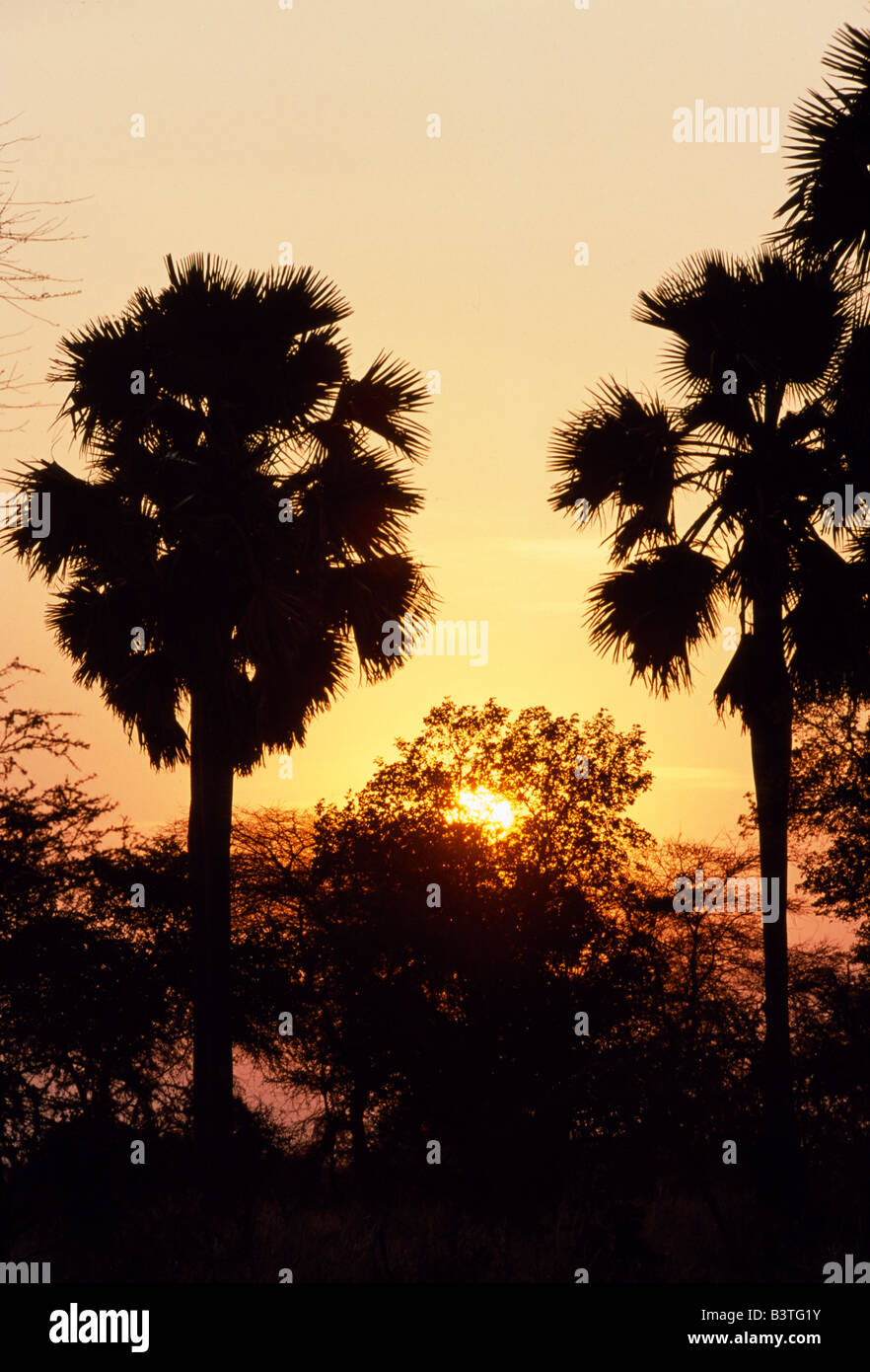 Borassus palms hi-res stock photography and images - Alamy