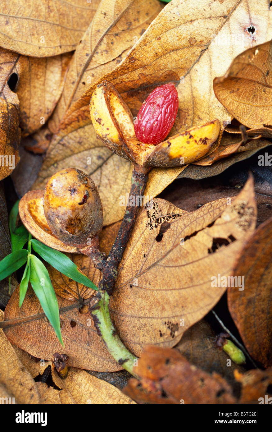 Tanzania, Lake Tanganyika, Mahale National Park. Seed of wild nutmeg ...
