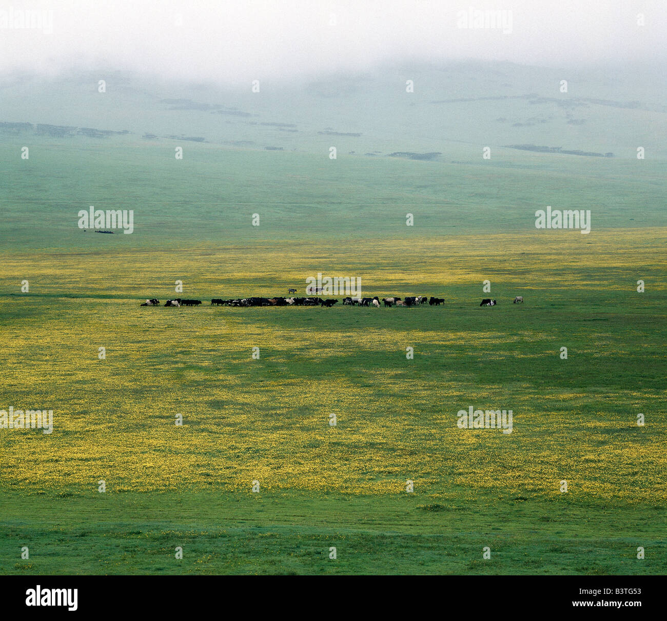 Tanzania, Northern Tanzania, Maasai graze their cattle in lush pasture ...