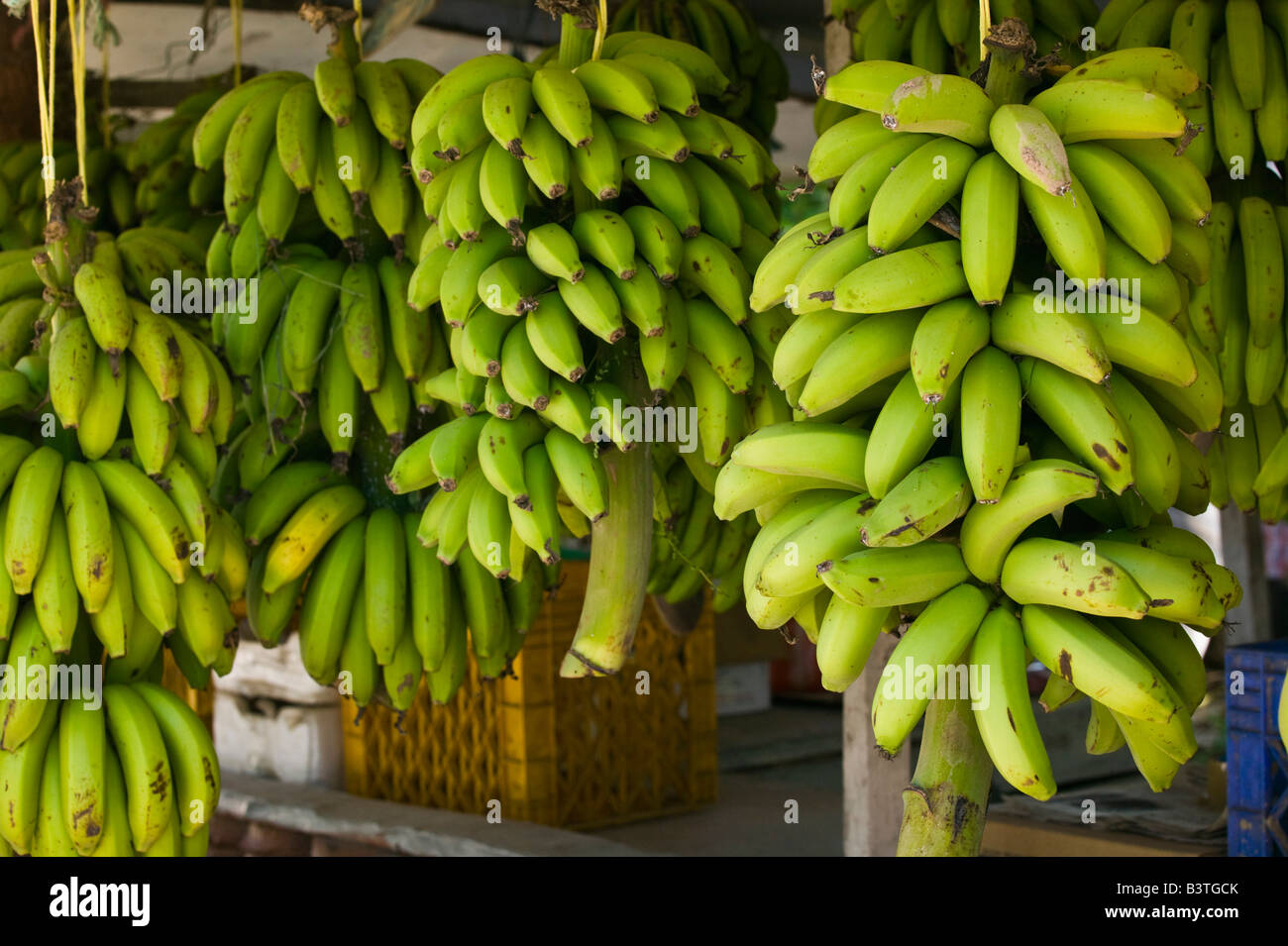 Oman, Dhofar Region, Salalah. Local bananas for Sale Stock Photo - Alamy