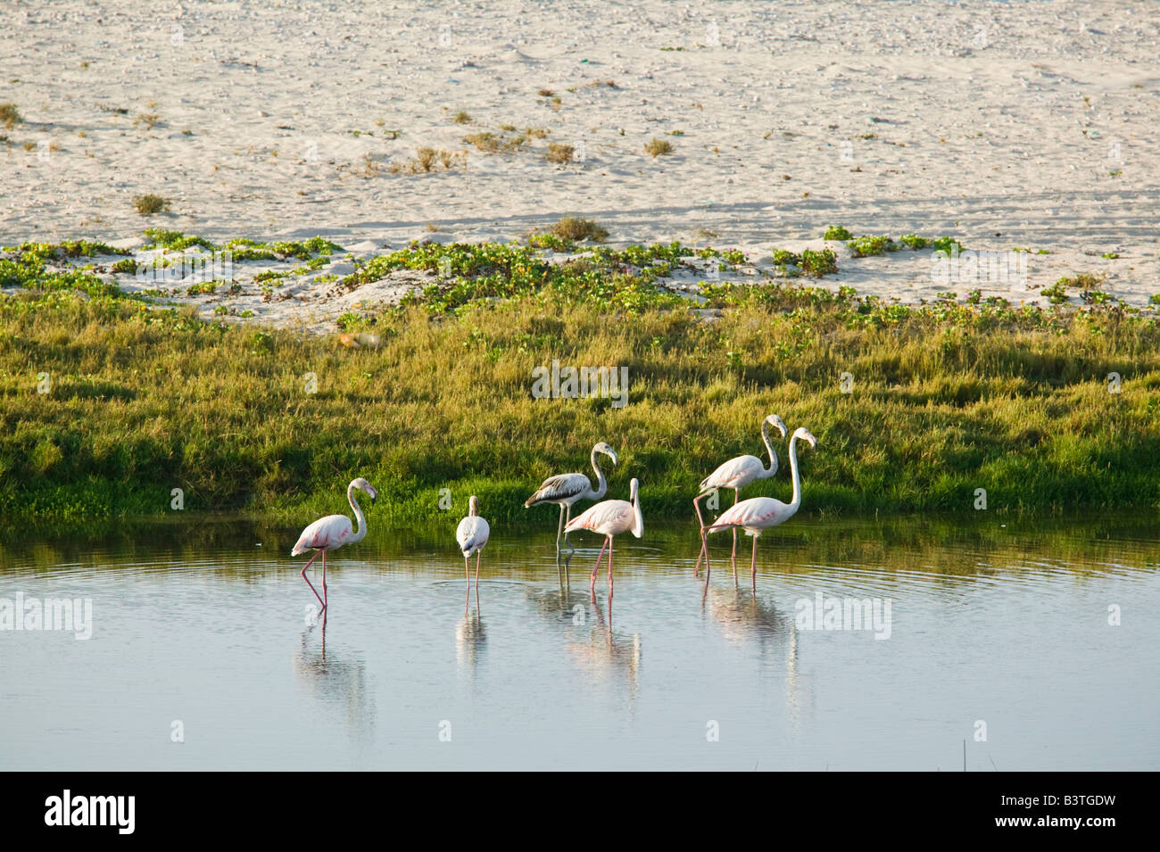 Oman bird dhofar hi-res stock photography and images - Alamy