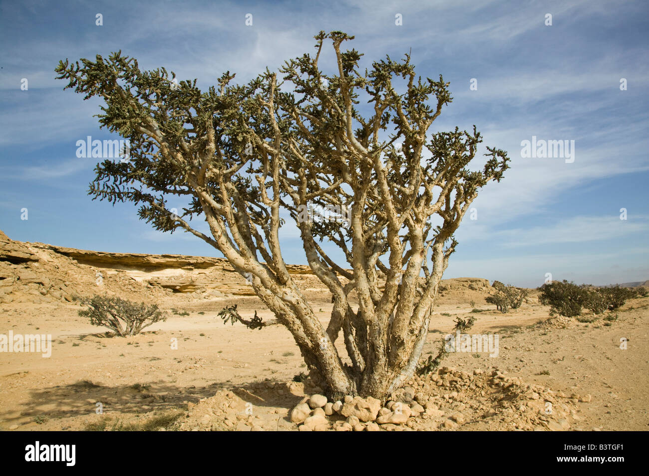 Oman, Dhofar Region, Salalah. Frankincense Trees .Unique to the area ...
