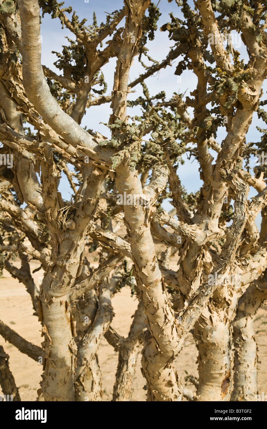Oman, Dhofar Region, Salalah. Frankincense Trees Stock Photo - Alamy