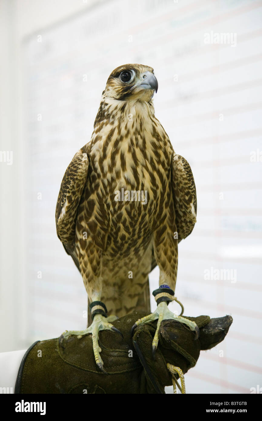 Qatar, Ad Dawhah, Doha. Falcon (Bird of Prey) at the Qatar Falconry ...