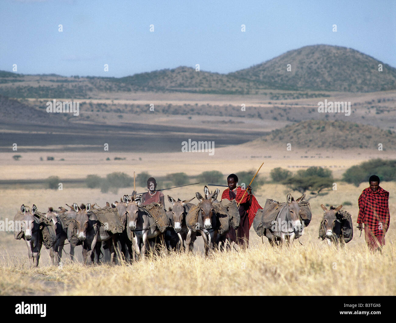 Tanzania, Northern Tanzania, Gelai. Maasai men, spears in hand, drive ...