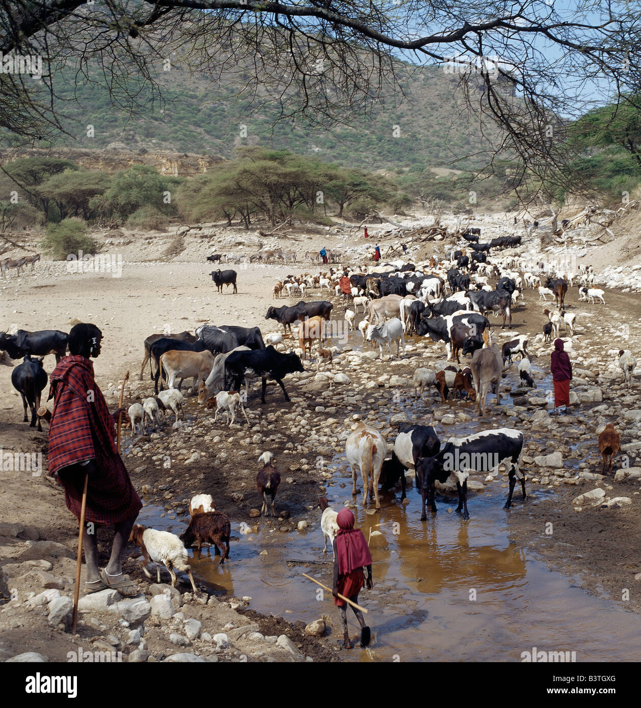 Tanzania, Northern Tanzania, Maasai livestock watering at the seasonal ...