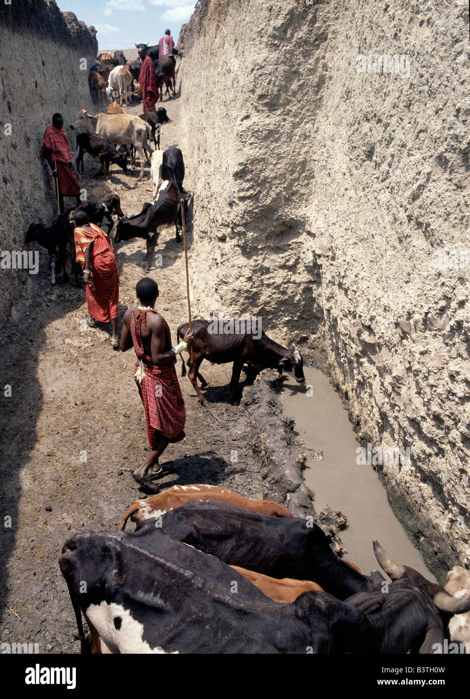 Deep red cattle hi-res stock photography and images - Alamy