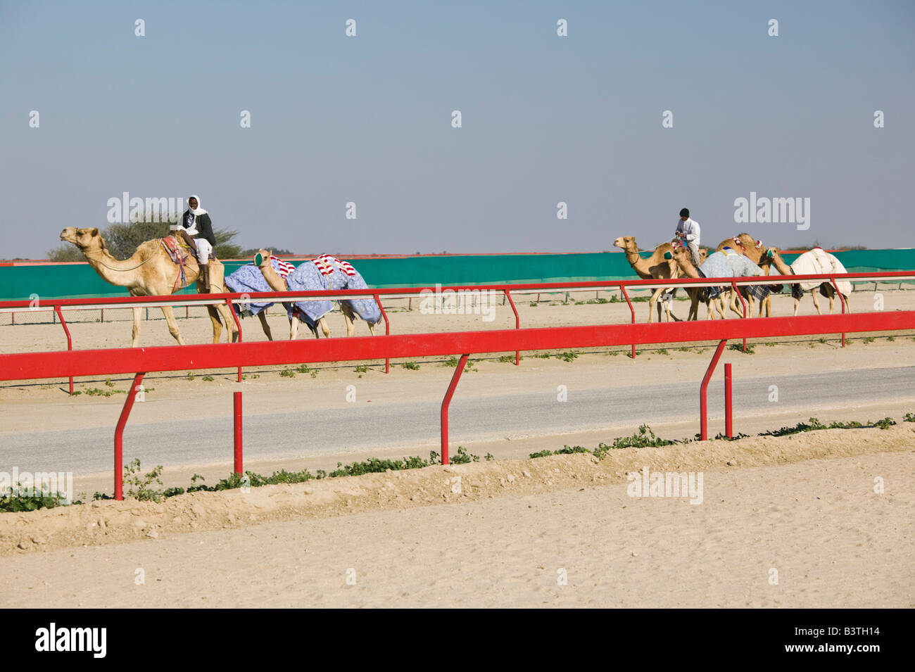 Qatar, Al Shahaniya. Qatar Camel Racing Track- Excercising Racing ...