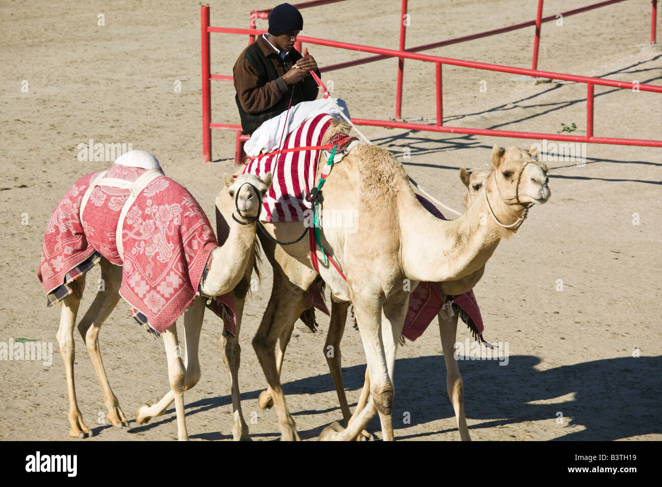 Qatar, Al Shahaniya. Qatar Camel Racing Track- Excercising Racing ...