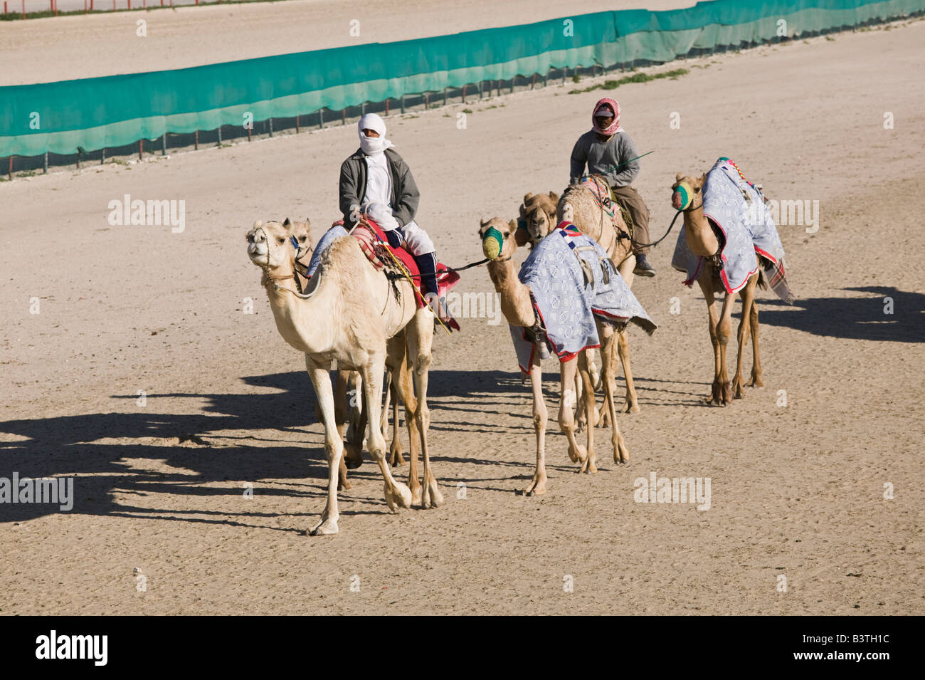 Qatar, Al Shahaniya. Qatar Camel Racing Track- Excercising Racing ...