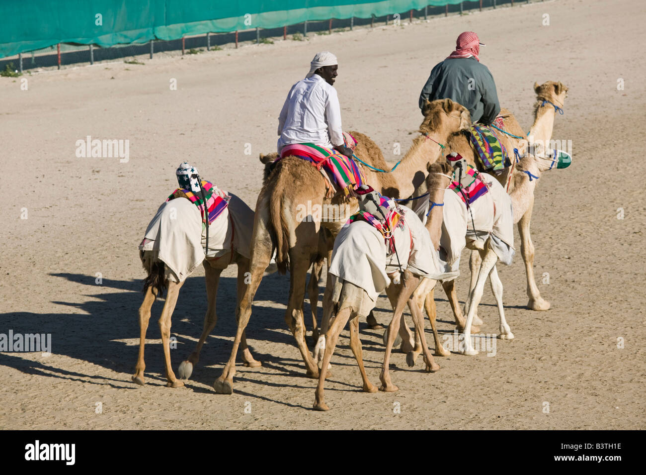 Qatar, Al Shahaniya. Qatar Camel Racing Track- Excercising Racing ...