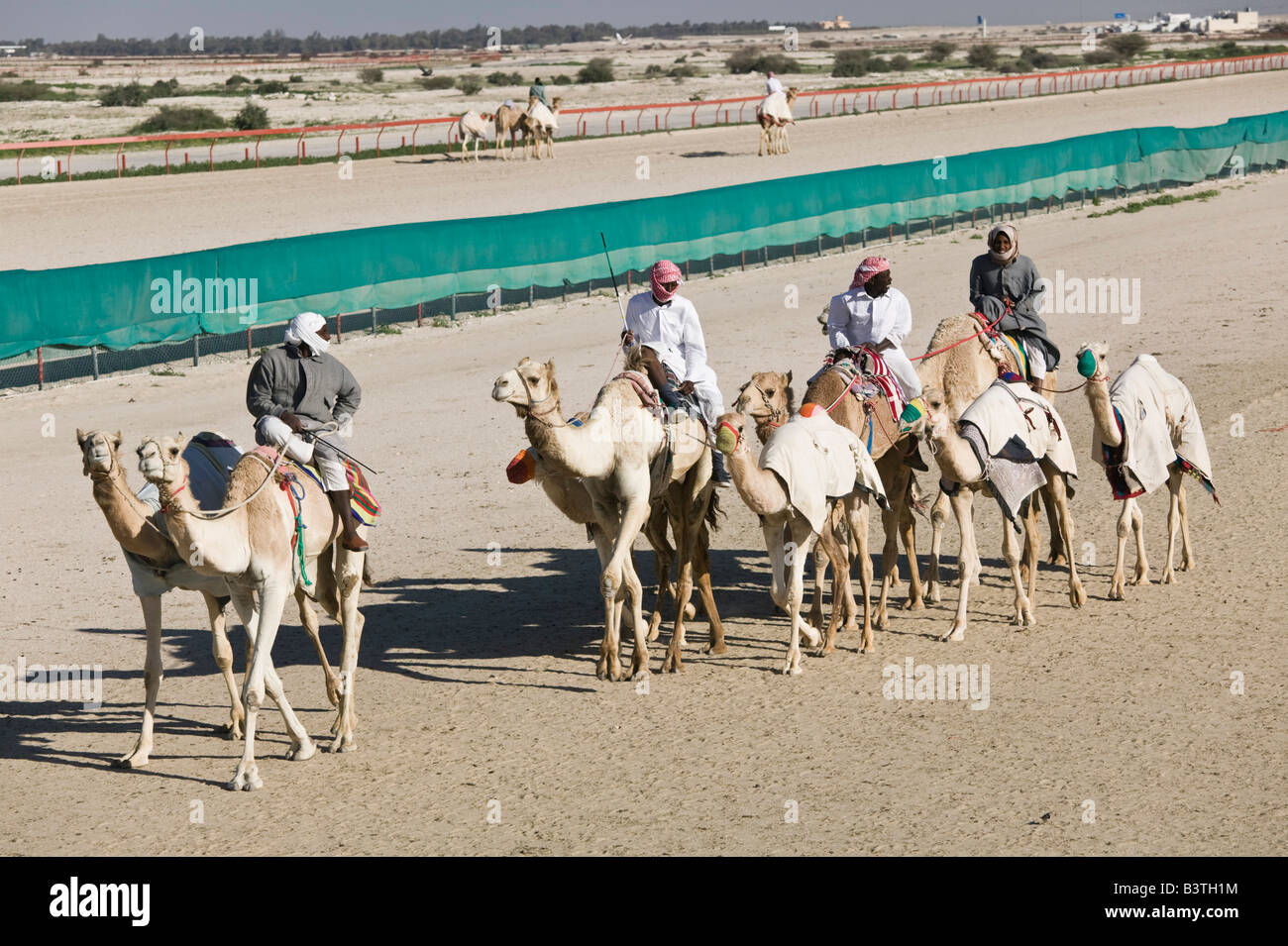 Qatari camels hi-res stock photography and images - Alamy