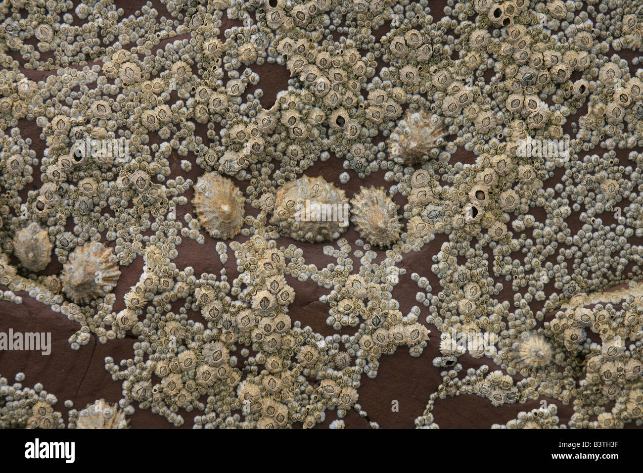 Limpet shell patterns hi-res stock photography and images - Alamy