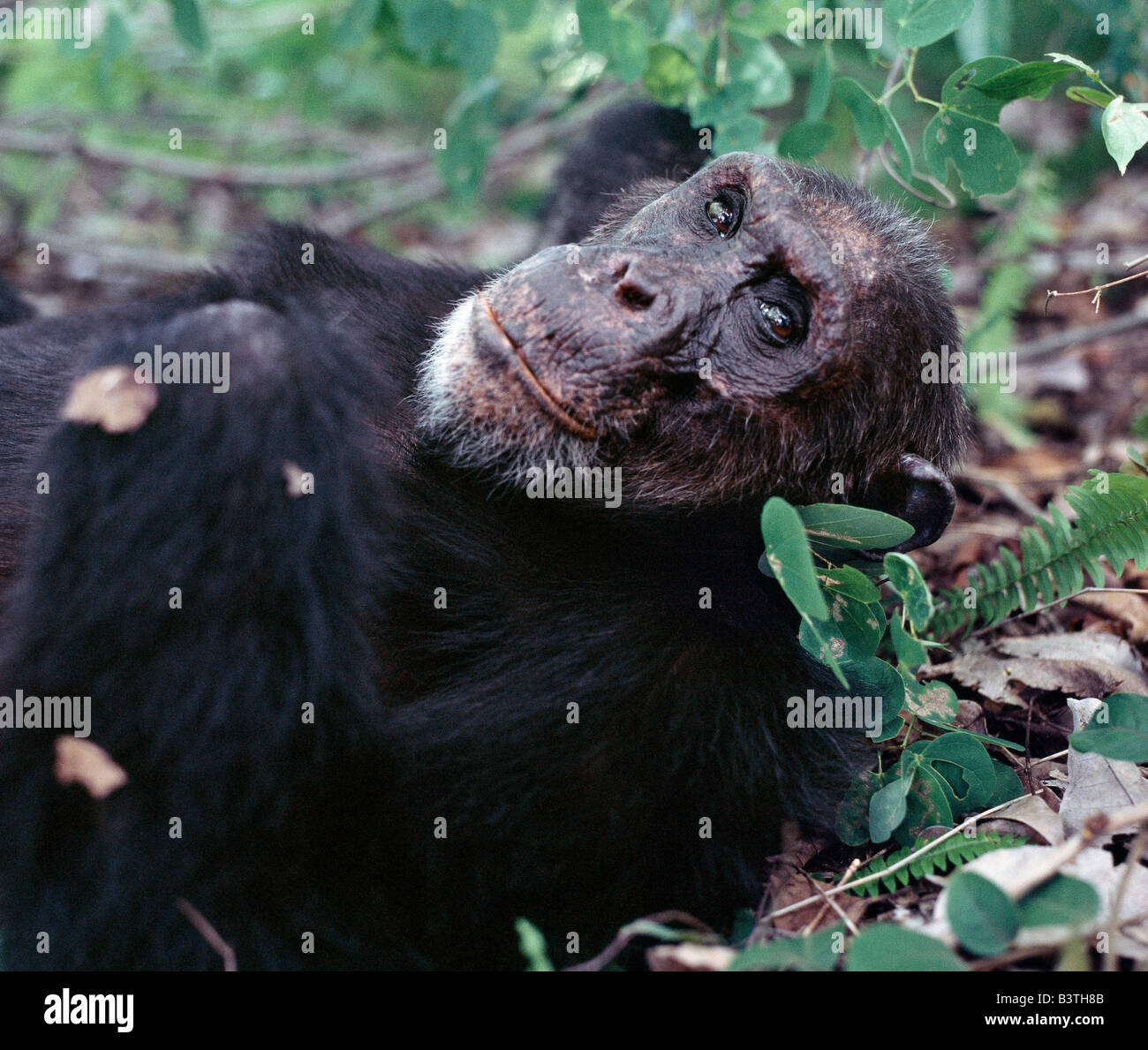 Chimpanzee feet hi-res stock photography and images - Alamy