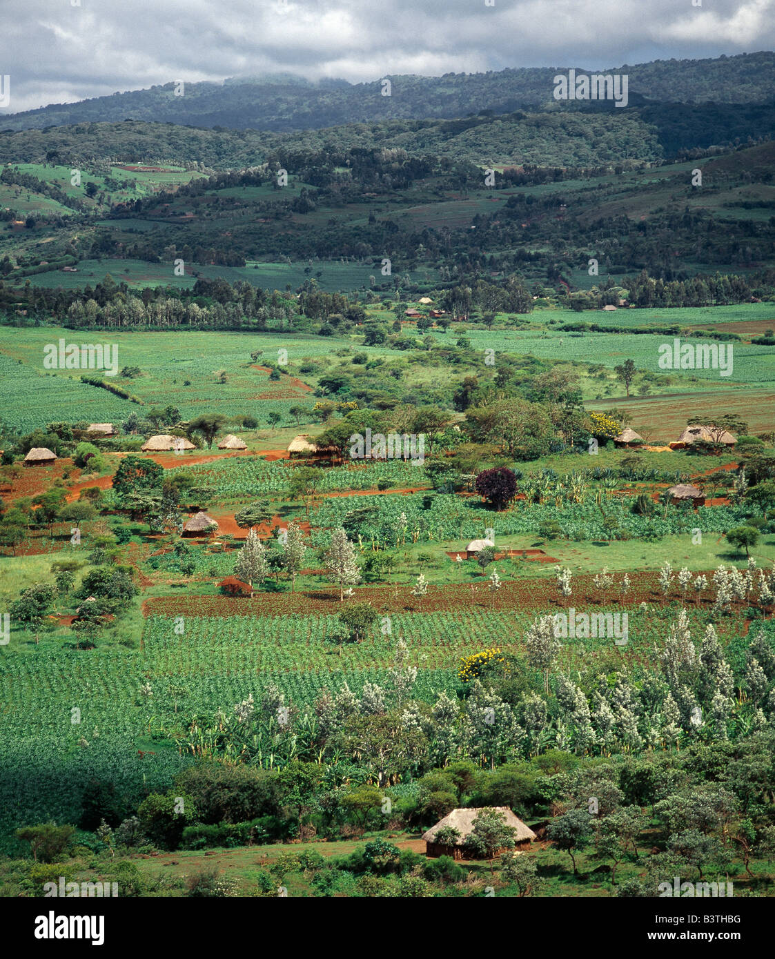 Tanzania, Arusha, Karatu. Rich farming country near the Ngorongoro ...