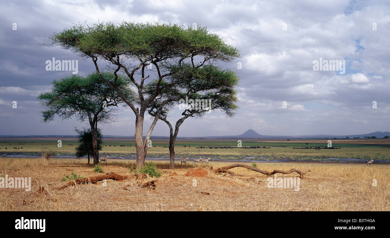 Tanzania, Arusha Region, The Silale swamp in the Tarangire National ...
