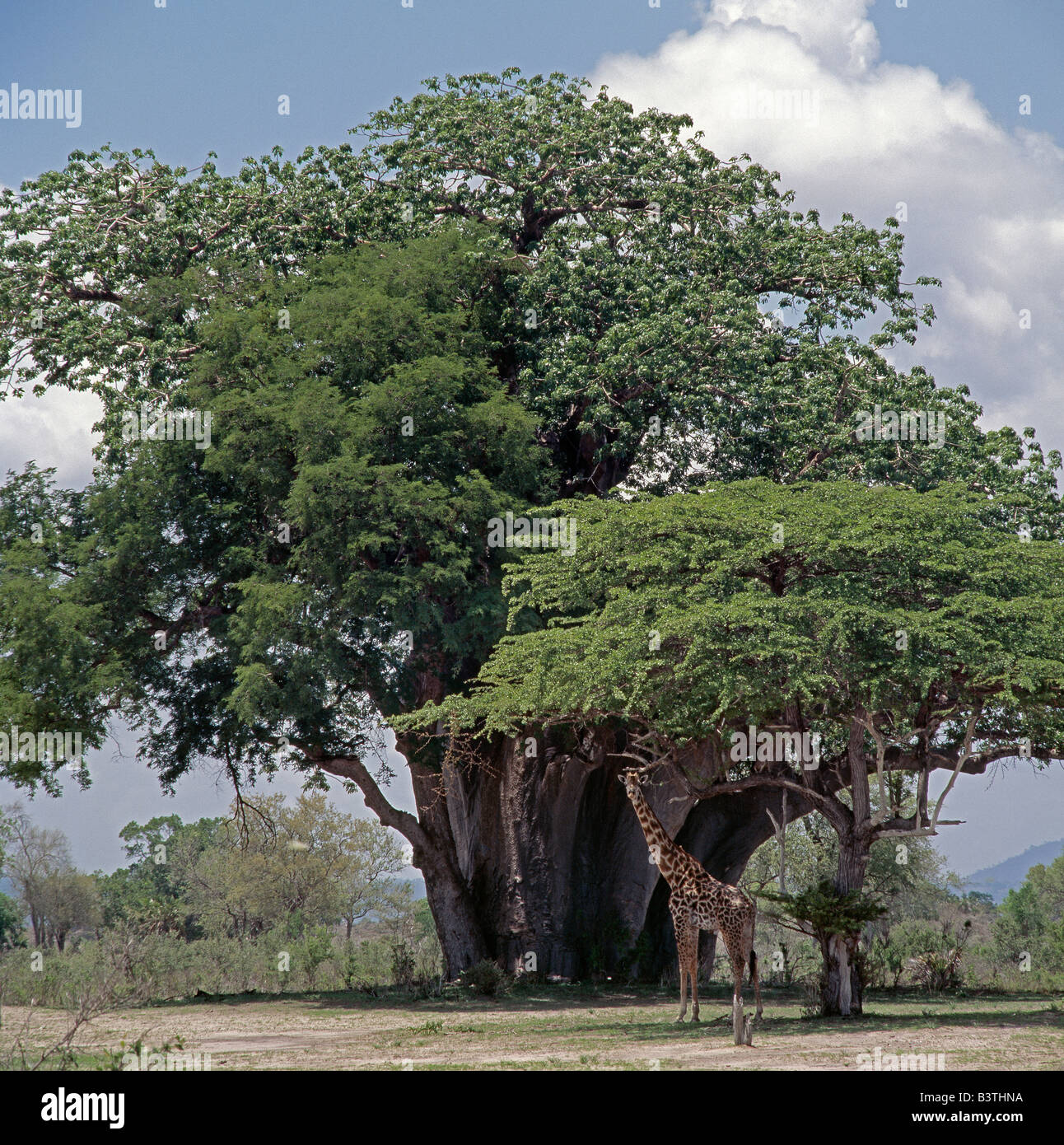 Tanzania, Selous Game Reserve. A Maasai giraffe stands in the shade of ...