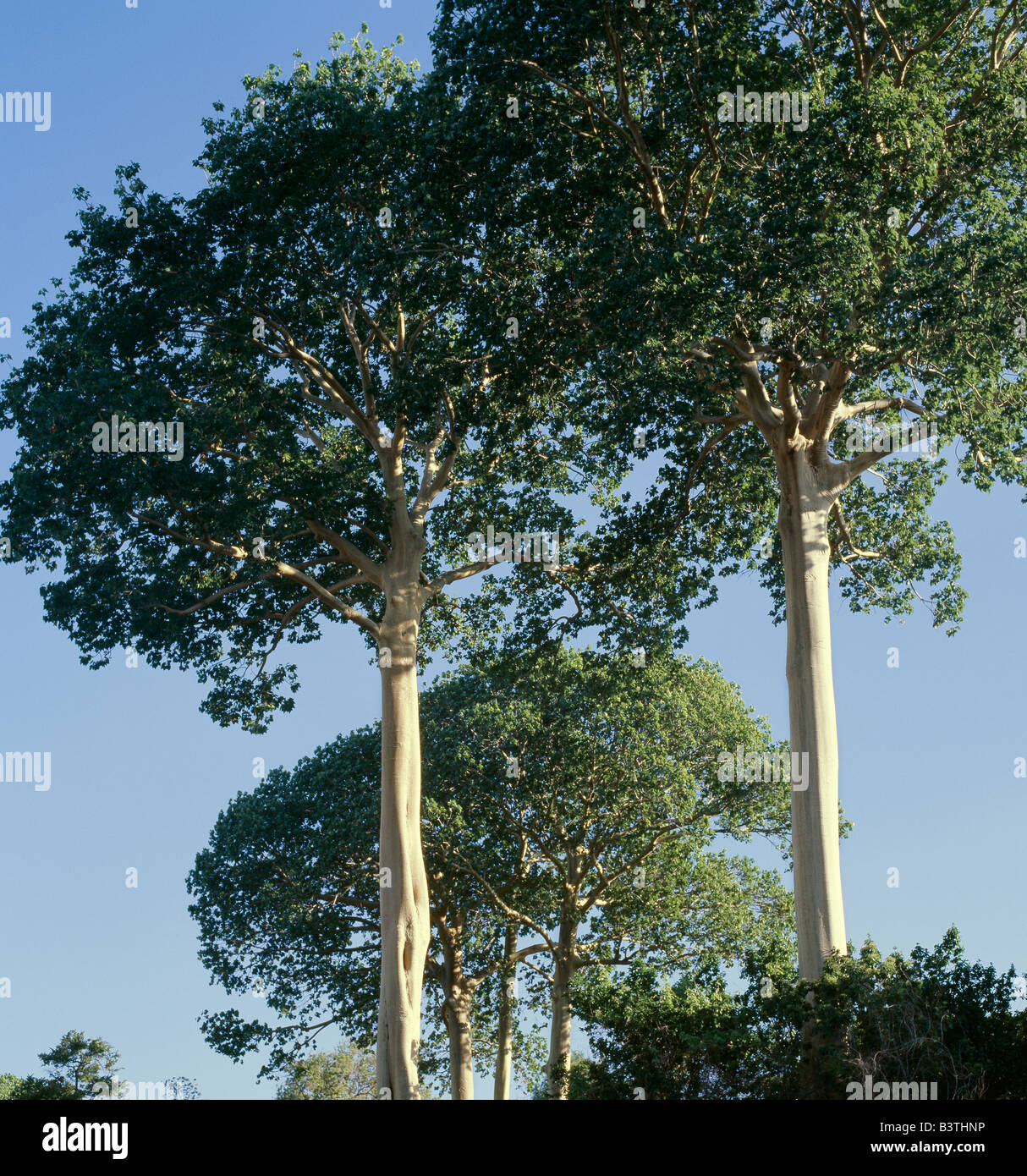 Sterculia apendiculata hi-res stock photography and images - Alamy