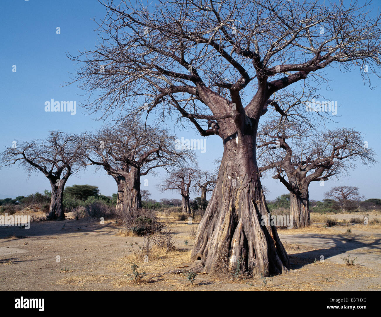 Baobab trees in the Ruaha Valley of Southern Tanzania Stock Photo - Alamy