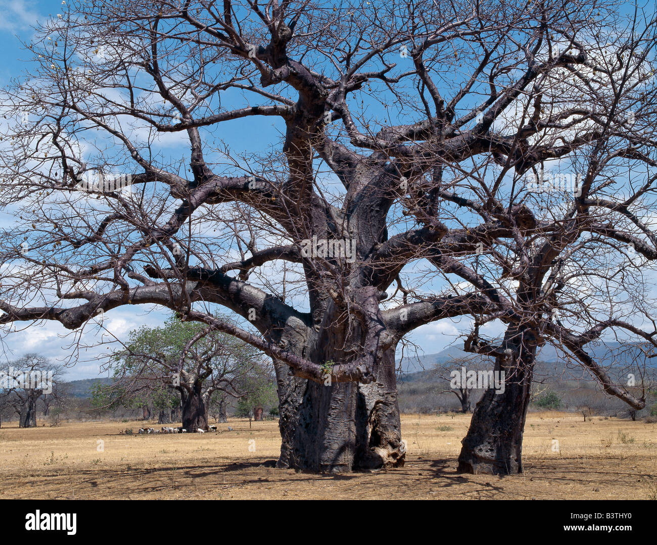 Baobab trees in the Ruaha Valley of Southern Tanzania Stock Photo - Alamy