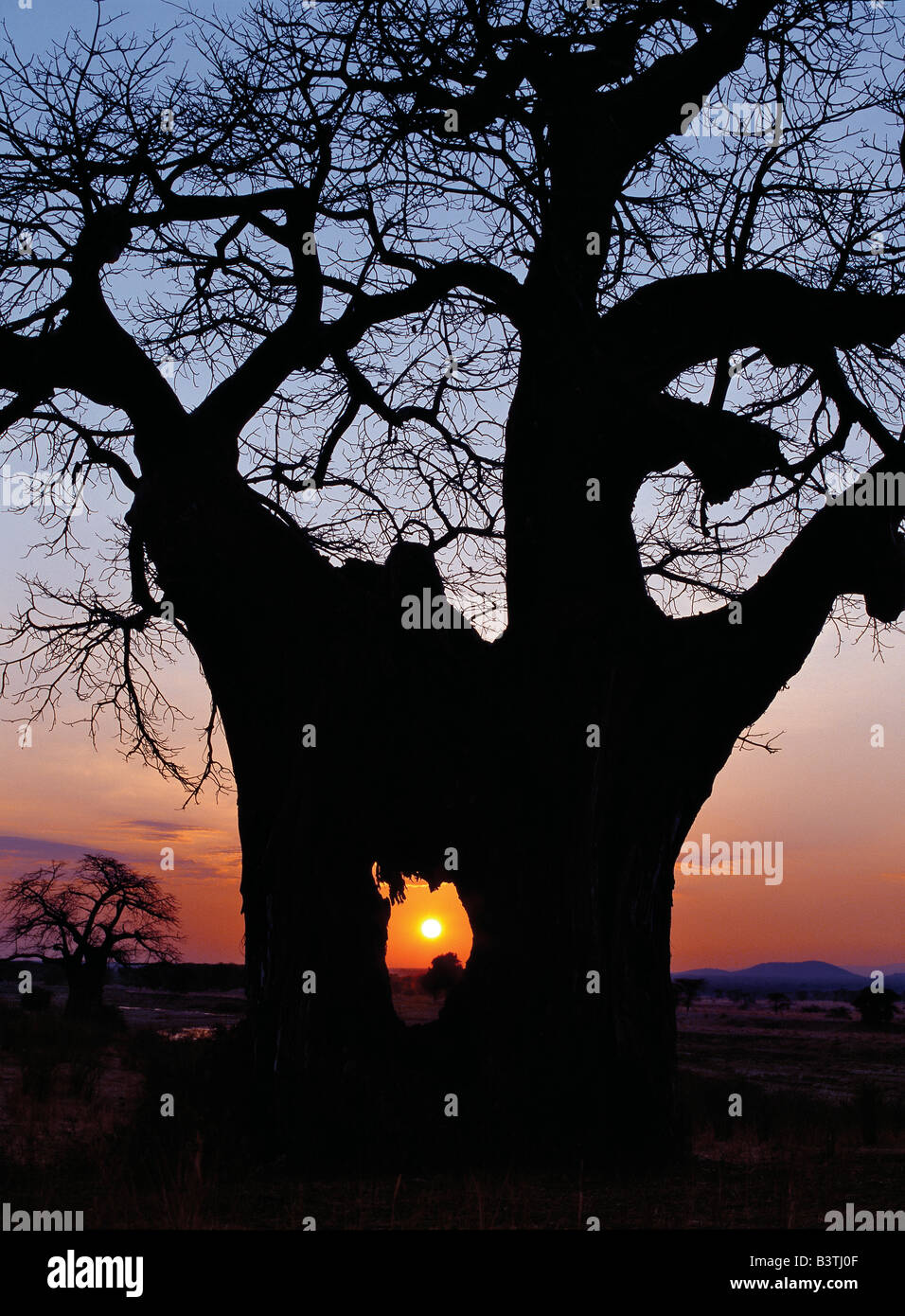 Pith tree hi-res stock photography and images - Alamy