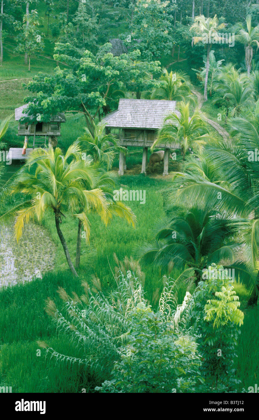 Thailand, Chiangmai. Rice paddies and palm trees Stock Photo - Alamy