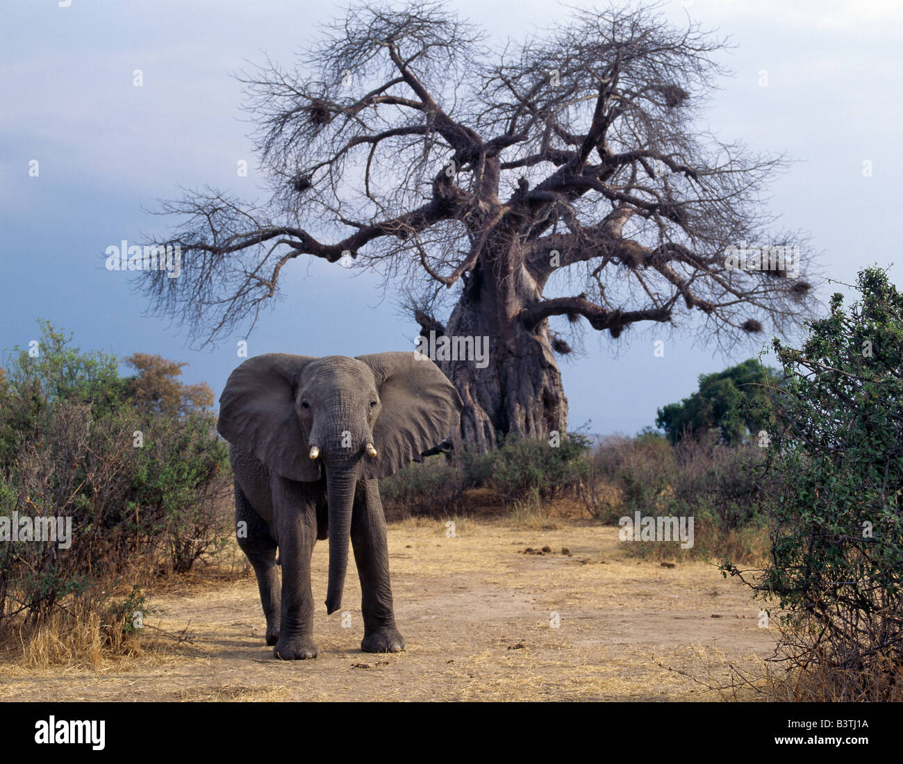 Tanzania, Southern Tanzania, An elephant looks menacing in front of a ...