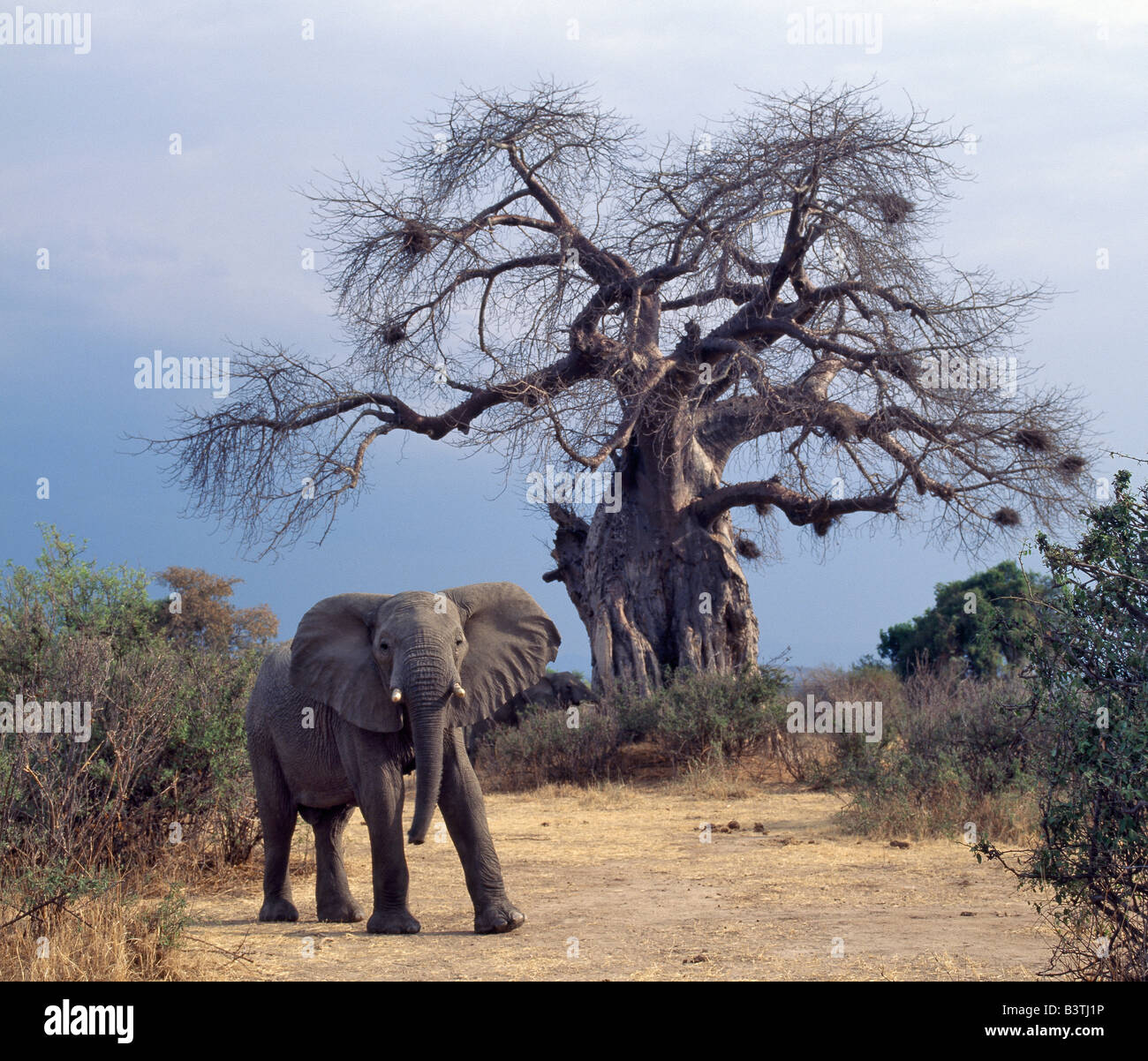 Tanzania, Southern Tanzania, An elephant looks menacing in front of a ...