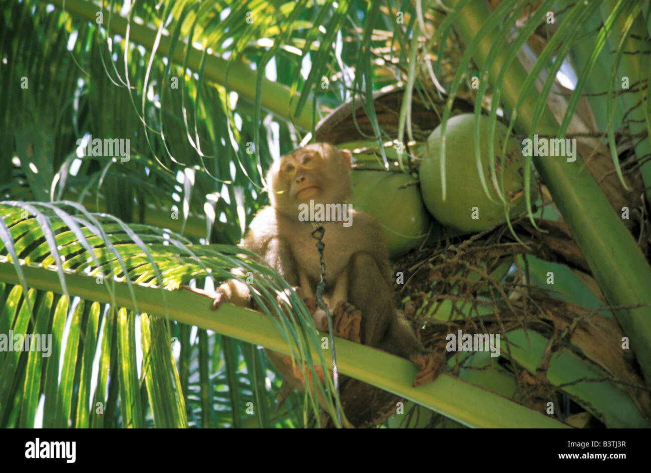 Thailand, Koh Samui Island. Trained coconut picking monkey Stock Photo ...