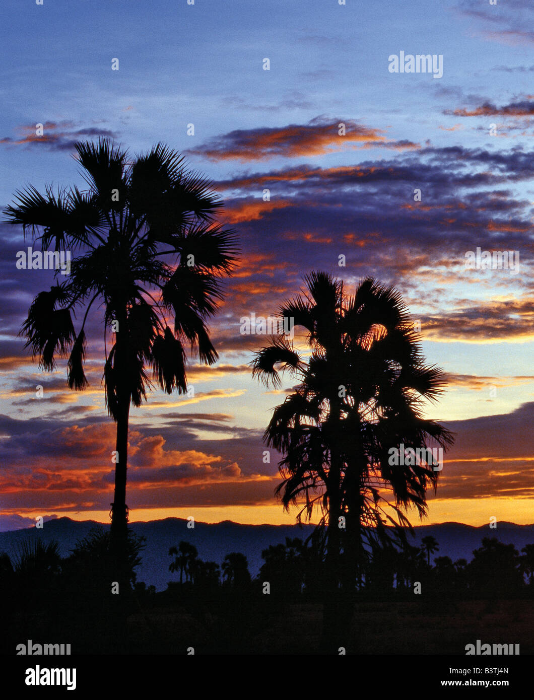 Tanzania, Arusha, Manyara. Sunset with silhouettes of Doum palms.The ...