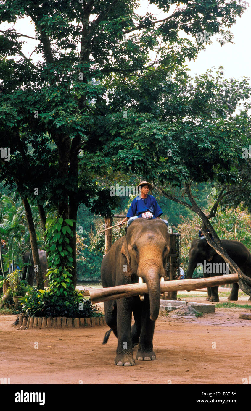 Asia, Thailand, Lampang. Elephants demonstrating logging techniques ...