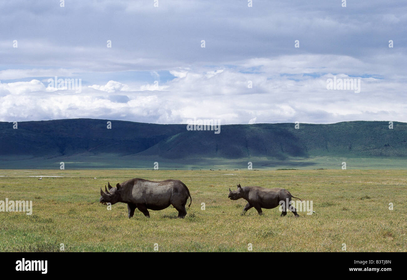 Tanzania, Northern Tanzania, A black rhino mother and offspring are ...