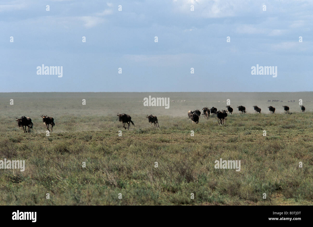 Tanzania, Ngorongoro Conservation Area, Ndutu. Wildebeet stampede ...