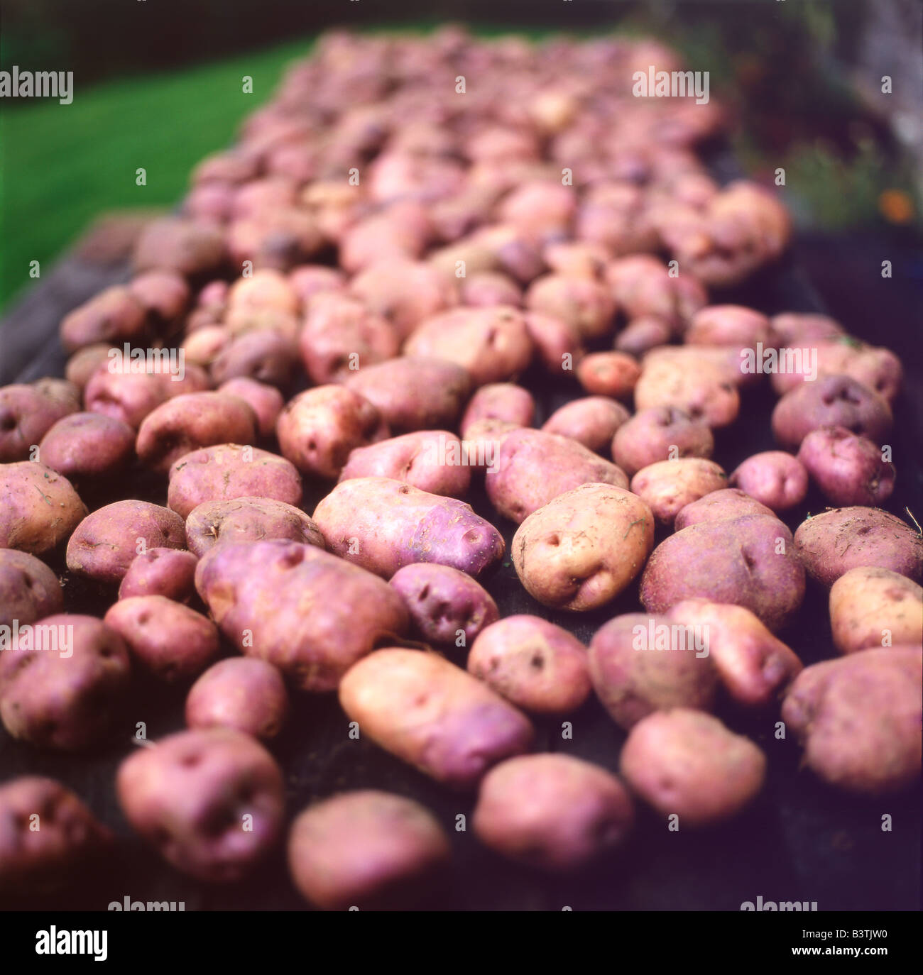 Welsh potatoes hi-res stock photography and images - Alamy