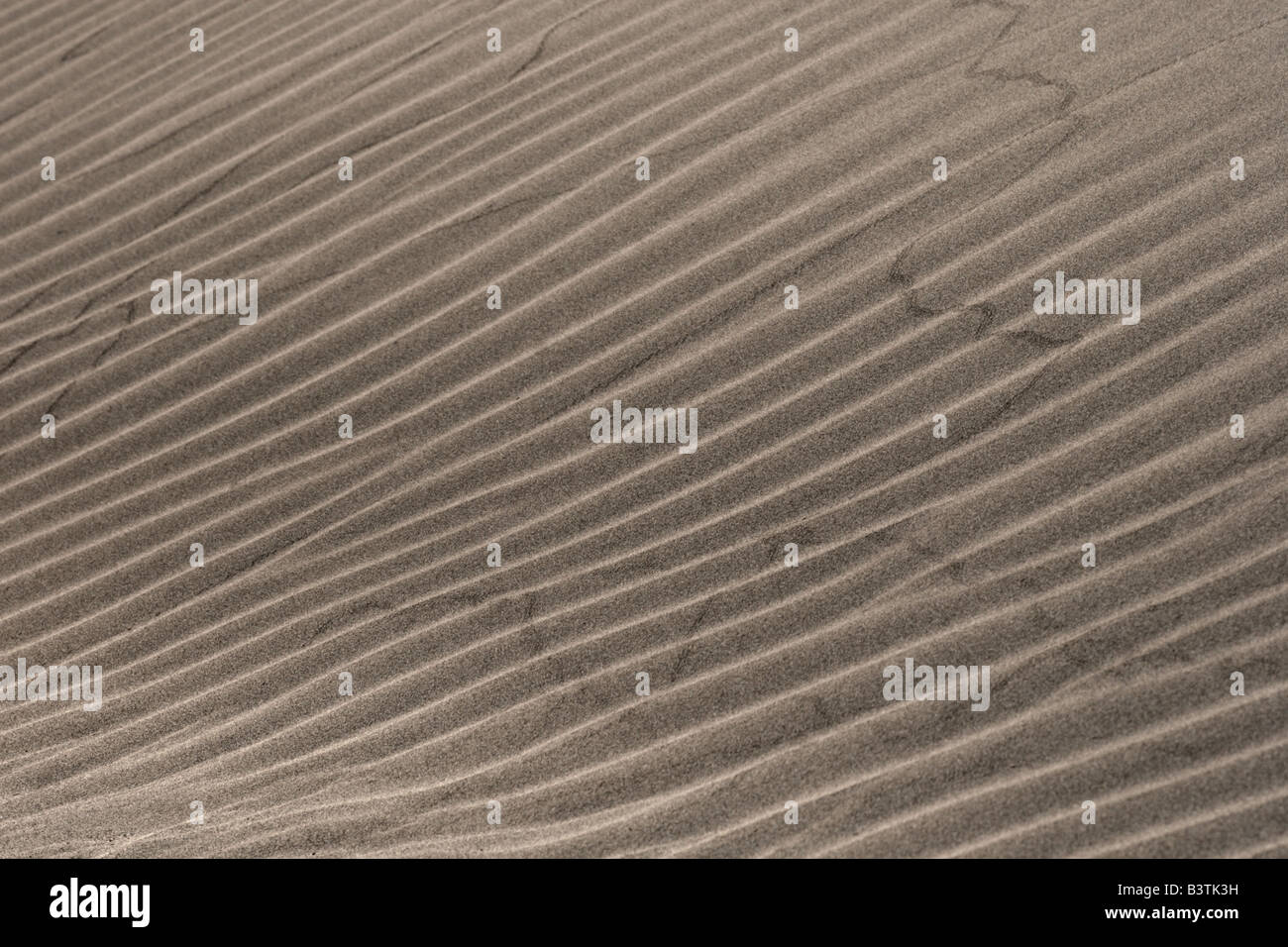 Ripples on the sand dunes of Maspalomas at dawn a 250 hectare natural ...